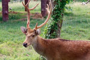 Deer Size Comparison: Just How Big Do the Different Types Get? - A-Z ...