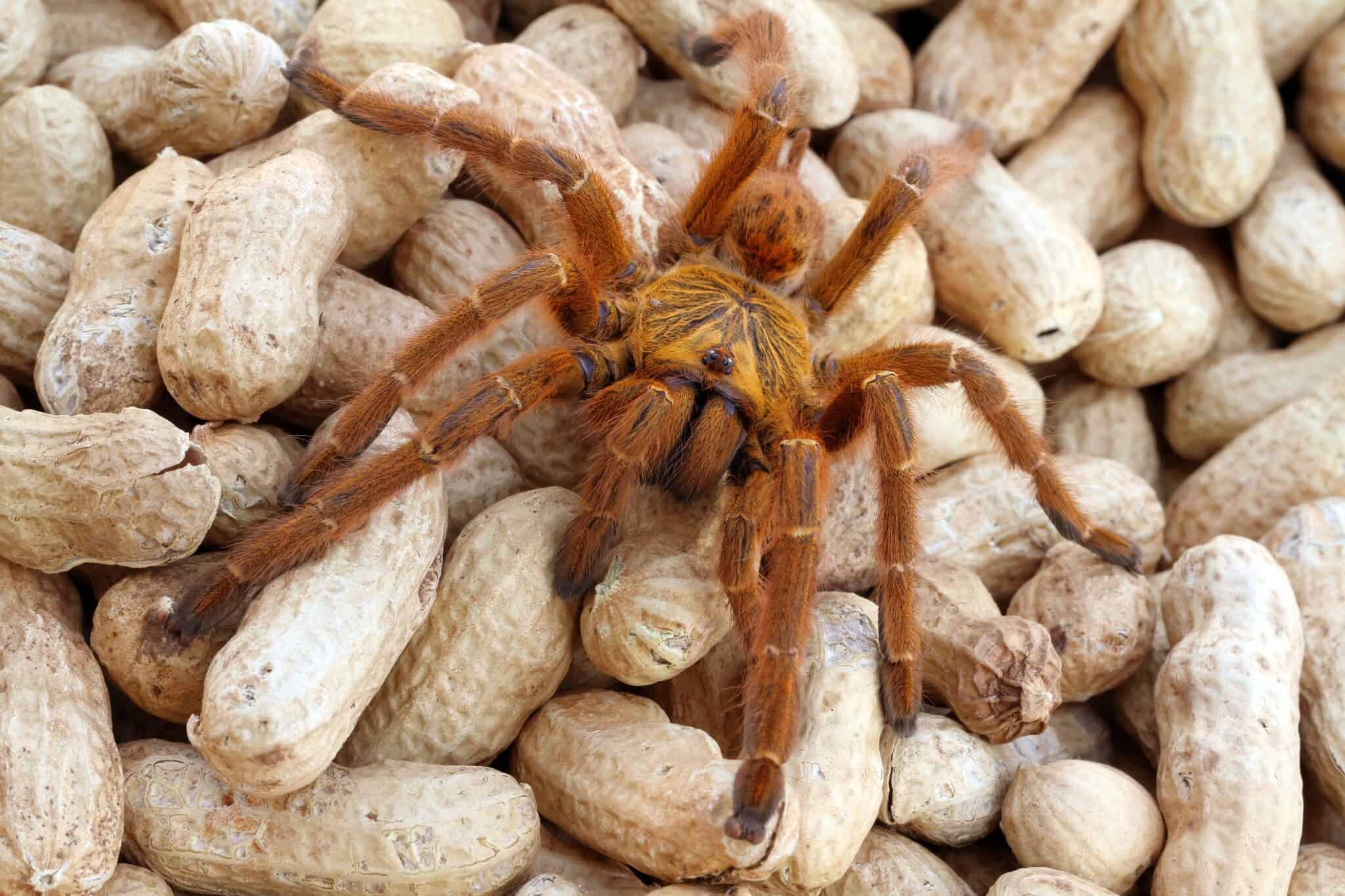Why This Enormous Spider Is Called a Baboon Spider - A-Z Animals