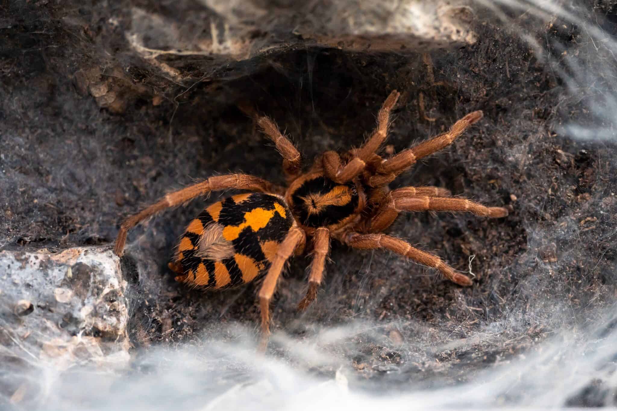 Pumpkin Patch Tarantula Animal Facts - Hapalopus sp Columbia - A-Z Animals