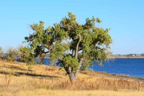 The 31 Most Iconic Trees Native to Georgia - A-Z Animals