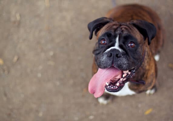 Boxer Dog Teeth: Everything You've Ever Wanted To Know - A-Z Animals