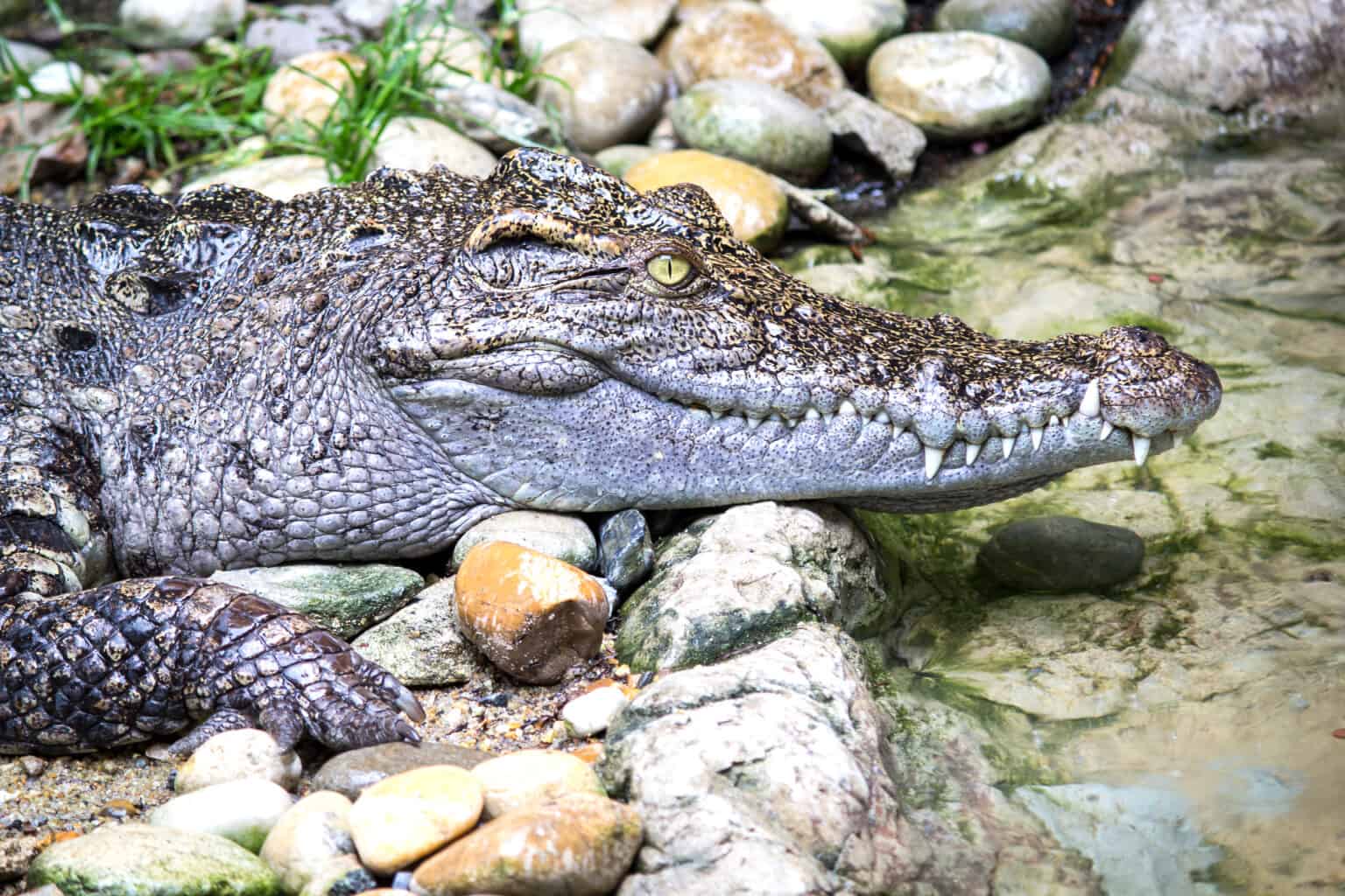 Discover All 18 Types of Crocodiles Found Across the World - A-Z Animals