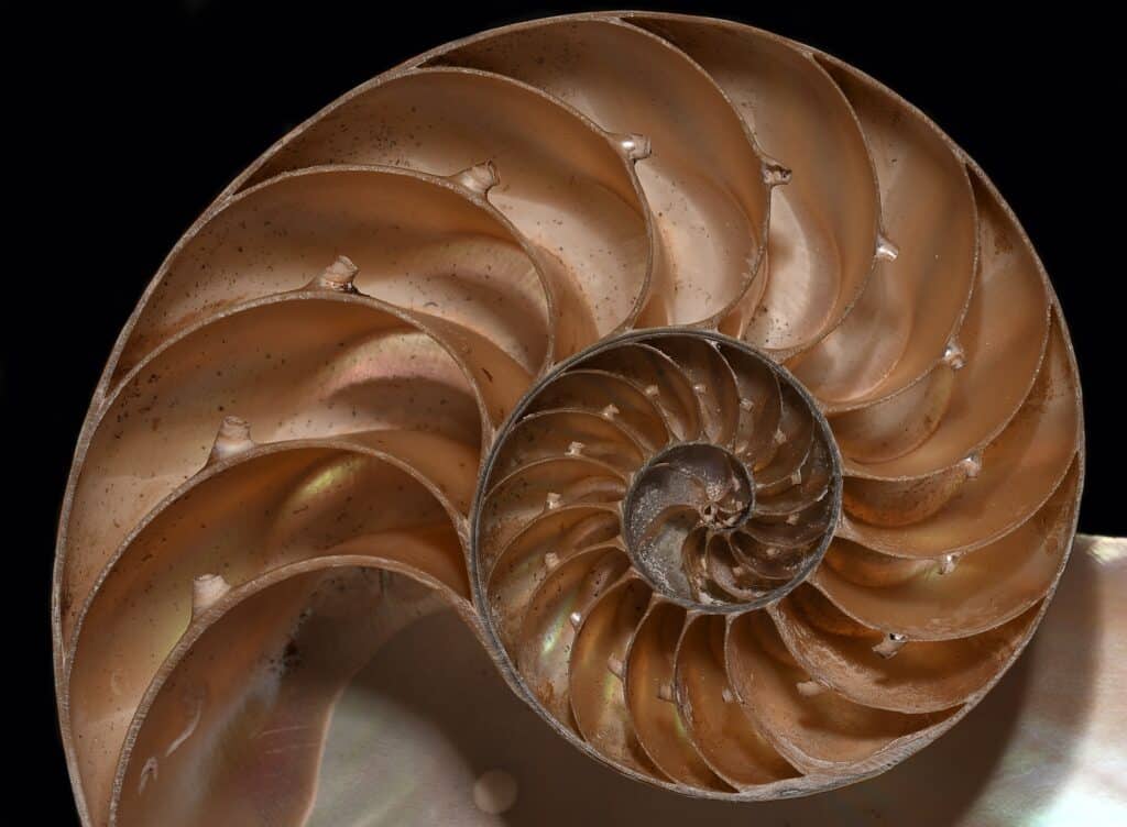 Nautilus Quiz: What Do You Know? - A-Z Animals