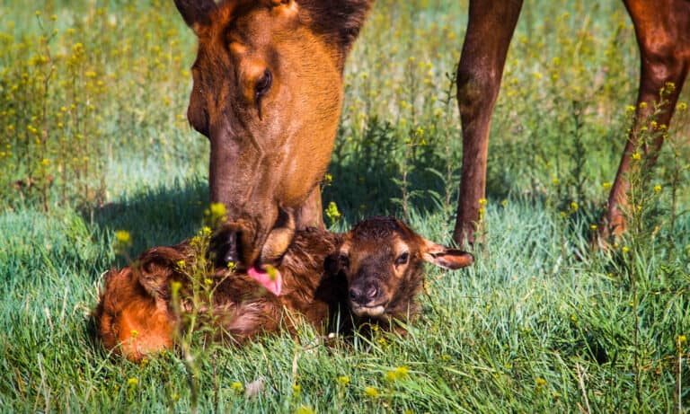 Elk Teeth: Everything You Need To Know - A-Z Animals