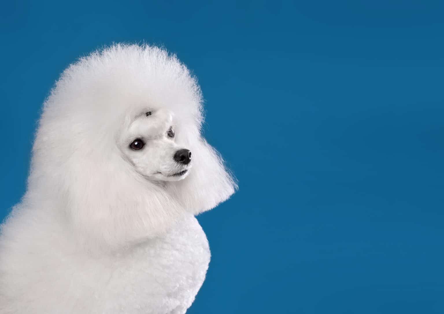 Toy Poodle Colors: Rarest to Most Common - A-Z Animals
