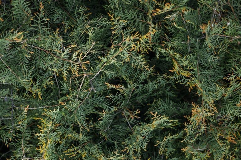 15 Incredible Trees Native to the Arctic - A-Z Animals