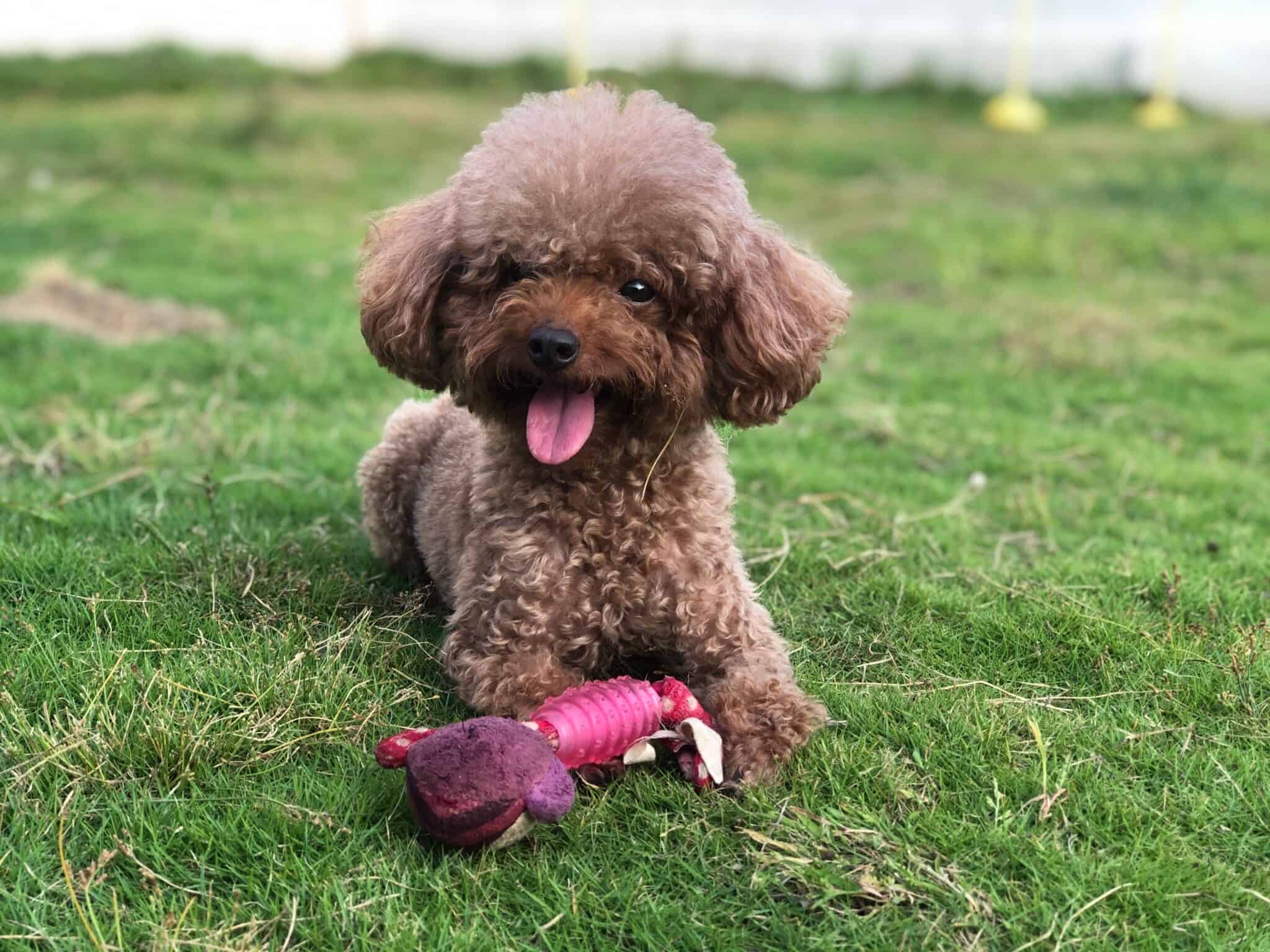 Poodle Teeth: Everything You Need To Know - A-Z Animals