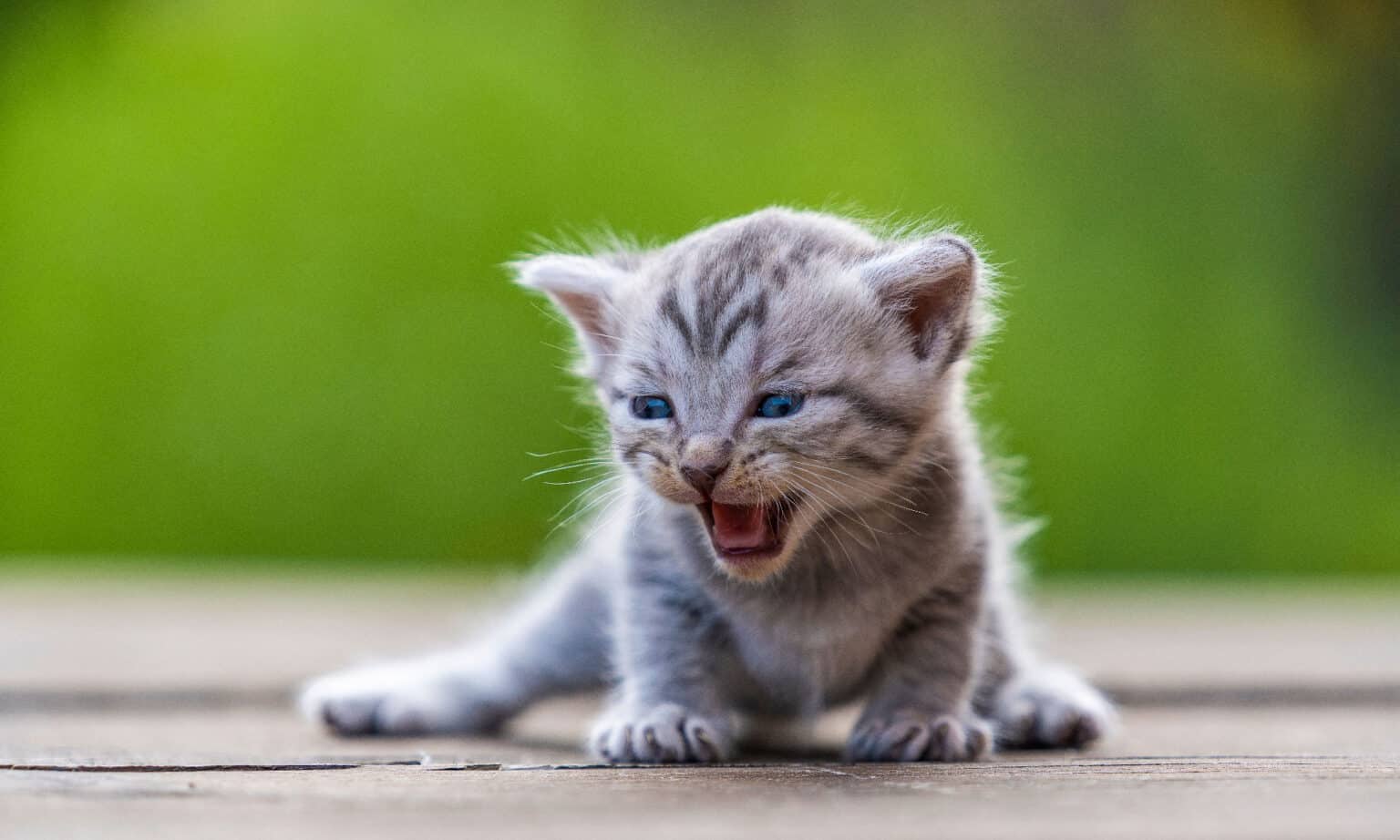 Cat Tracks: Identification Guide for Snow, Mud, and More - A-Z Animals