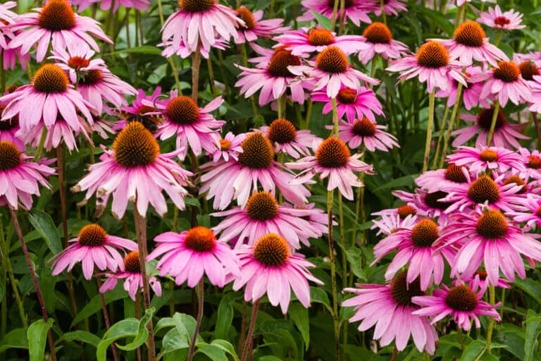 15 Plants That Are Perfect Fits for Prairie Gardens - A-Z Animals