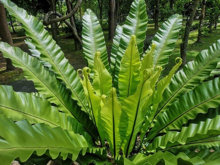The 9 Best Types of Indoor Ferns to Elevate Your Houseplant Collection ...