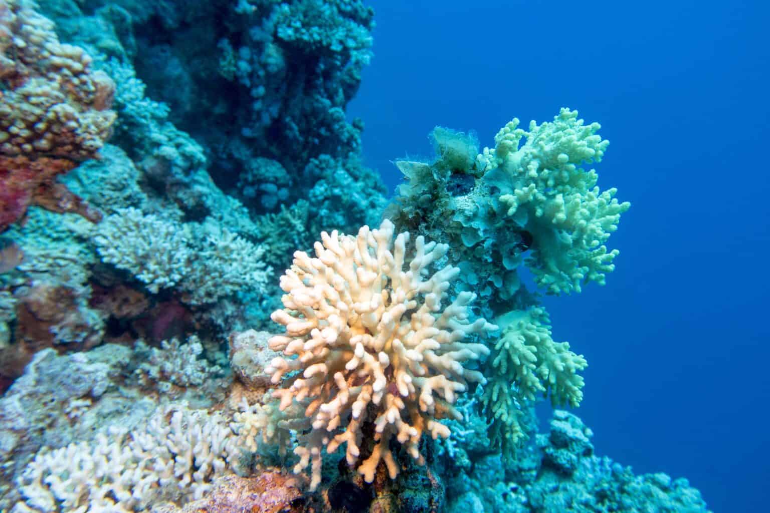 10 Fascinating Facts About Corals: From Living Creatures to Ocean ...