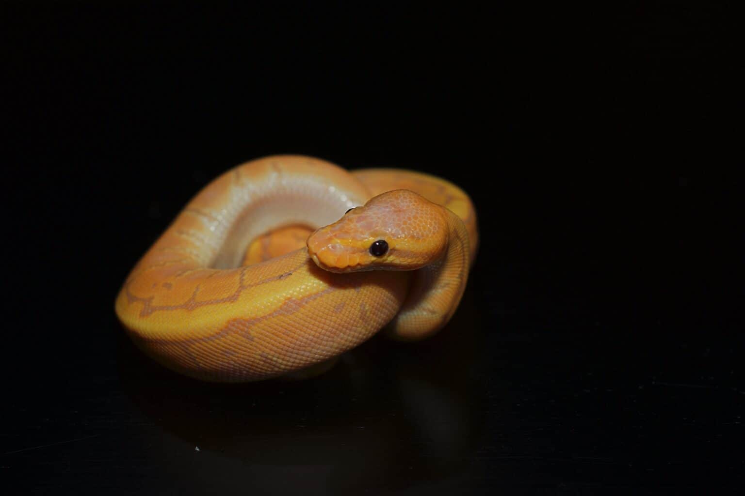 Orange Dream Ball Python Animal Facts - Python regius - A-Z Animals