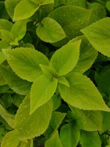 Types of Coleus: The Top 20 Varieties of Coleus - A-Z Animals