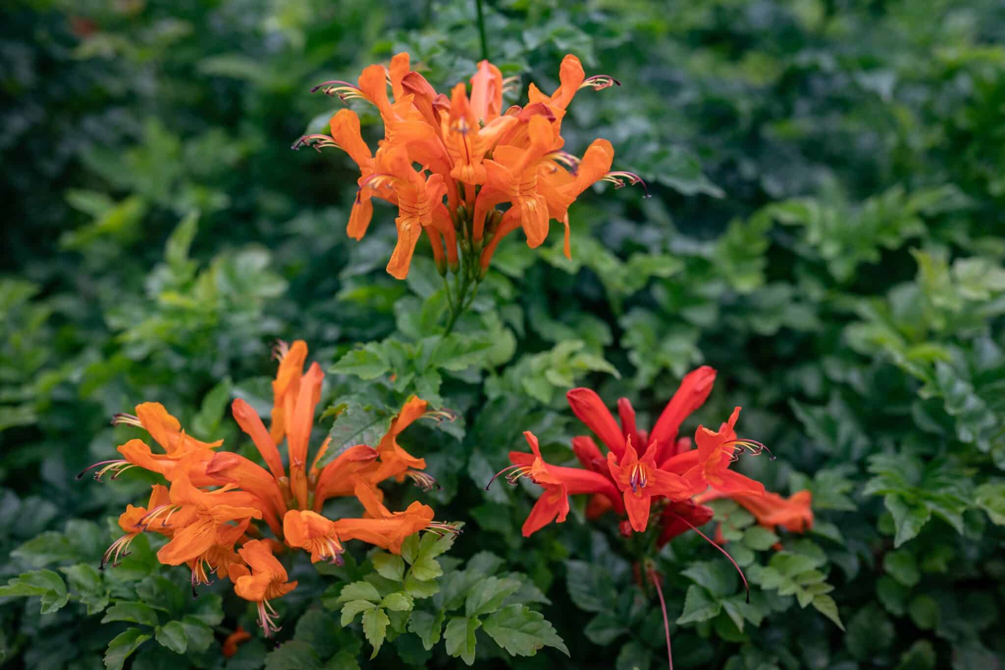 Cape Honeysuckle Varieties, Care Guide, Propagation Tips & More