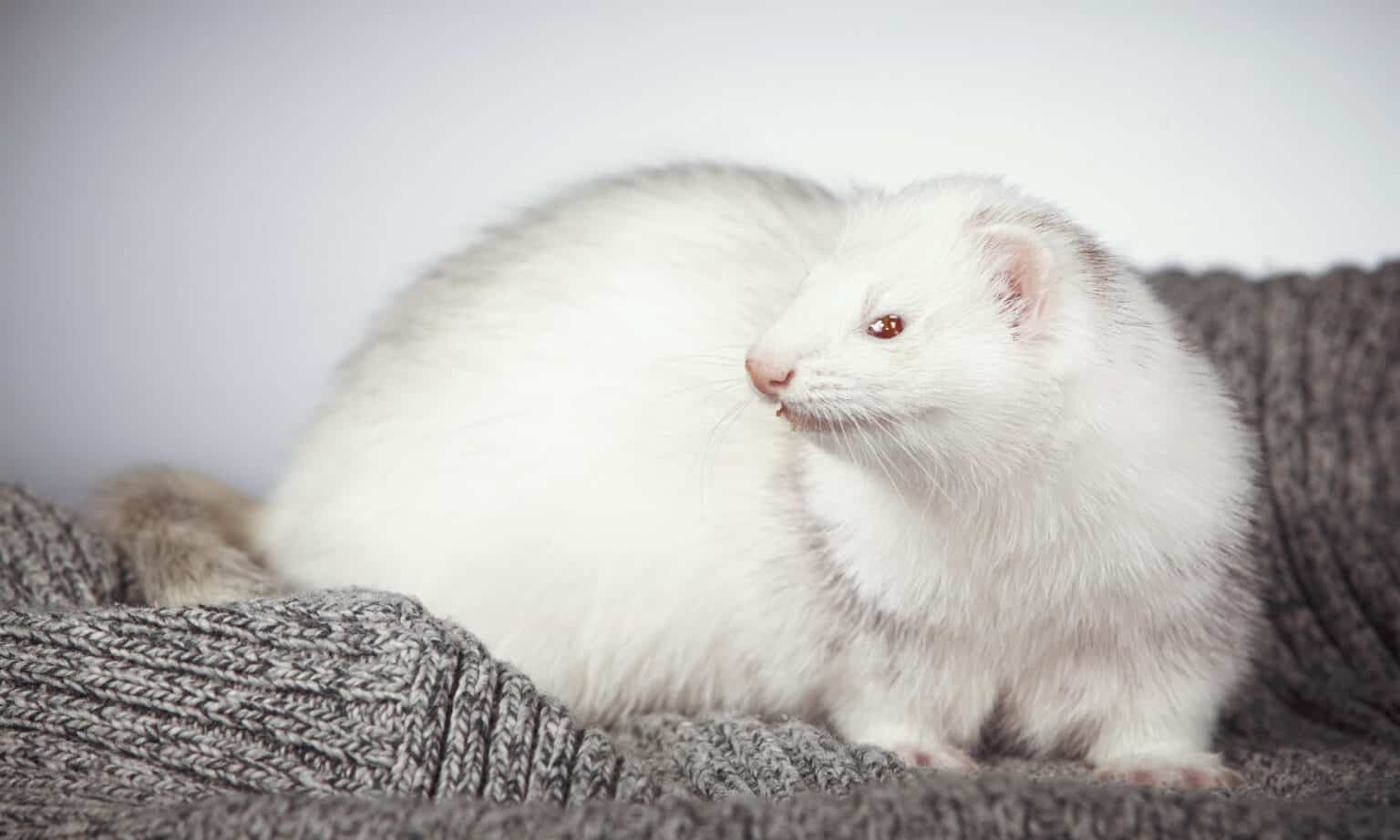 White Ferret / Albino Ferrets Animal Facts - Mustela putorius furo - A ...