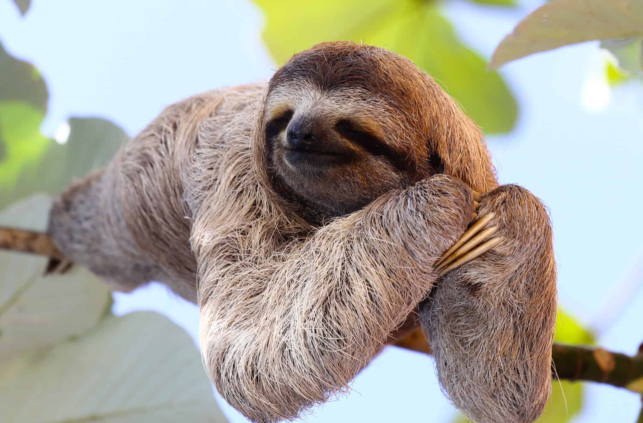 The Shocking Amount of Time Sloths Can Hold Their Breath - A-Z Animals