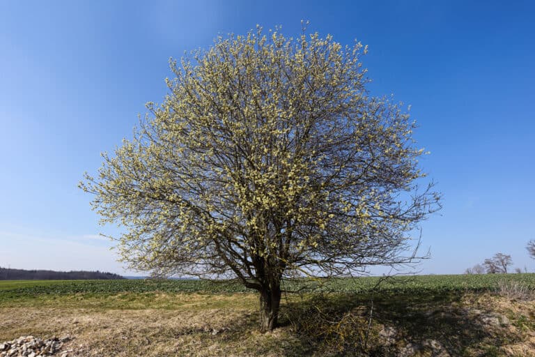 Discover 11 Different Types of Willow Trees - A-Z Animals