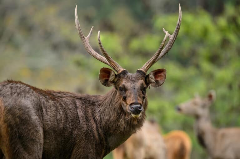 Wildlife in Afghanistan - Types of Afghan Animals - A-Z Animals