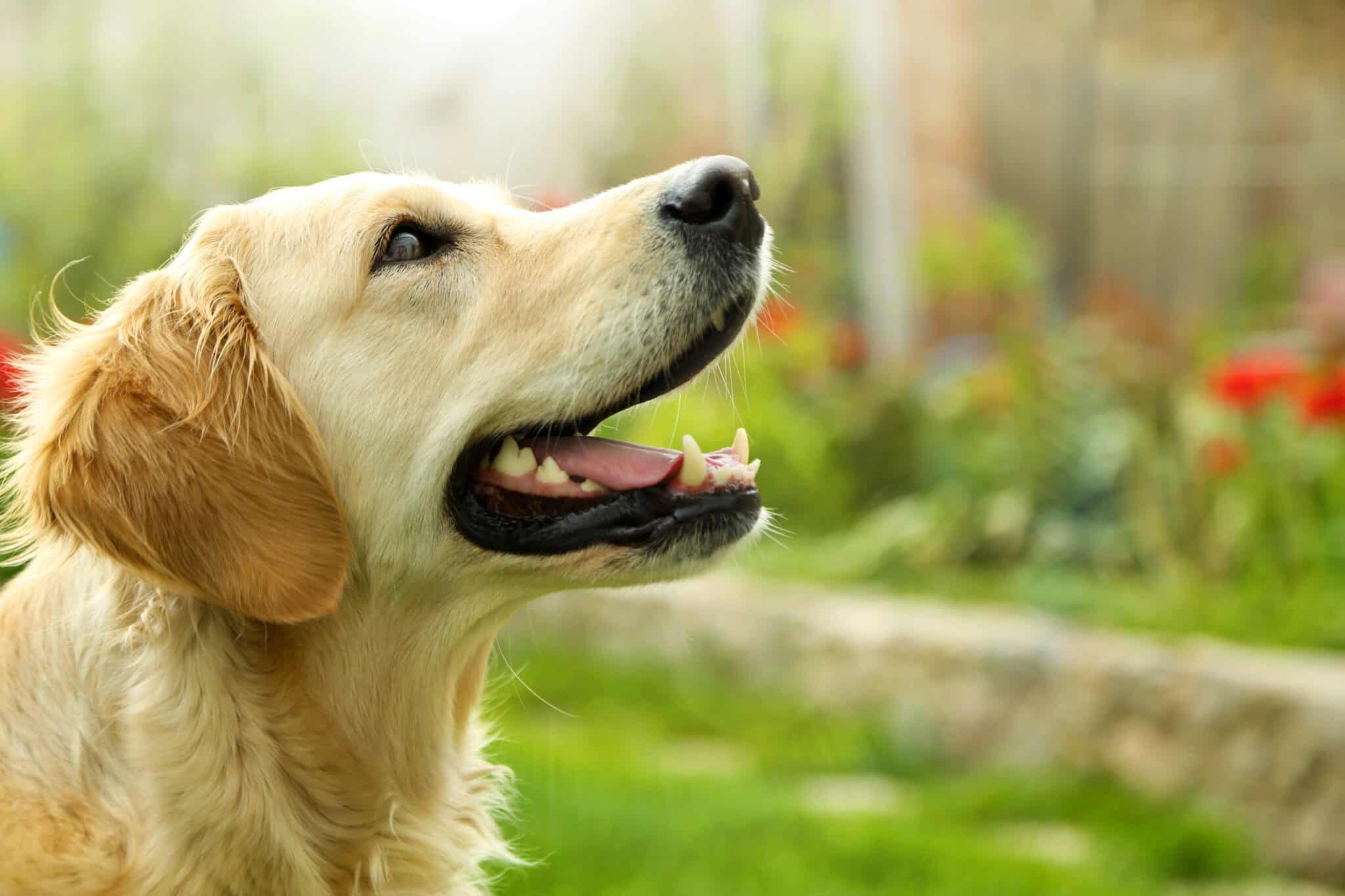 How Smart Are Golden Retrievers? Learn About Their Intelligence