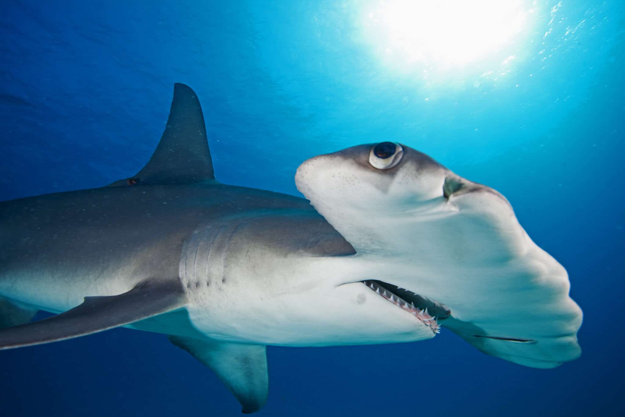 Are Hammerhead Sharks Endangered and How Many Are Left in the World ...