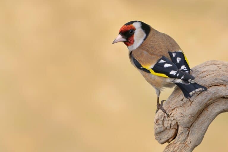 European Goldfinch Pictures - AZ Animals