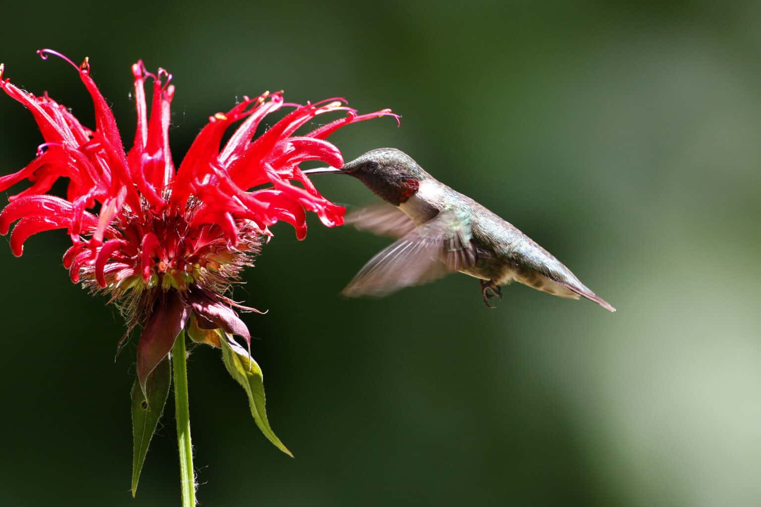 Discover 5 Colors That Hummingbirds Are Attracted To - A-Z Animals