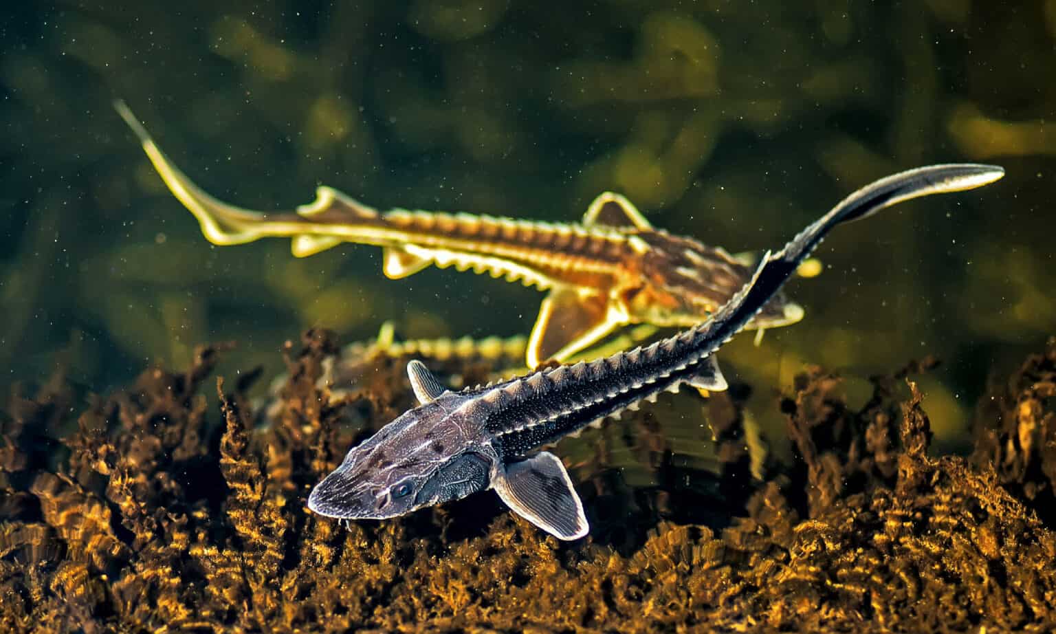 Sturgeon Teeth: Everything You Need To Know - A-Z Animals