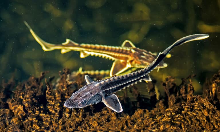 Sturgeon Teeth: Everything You Need To Know - A-Z Animals