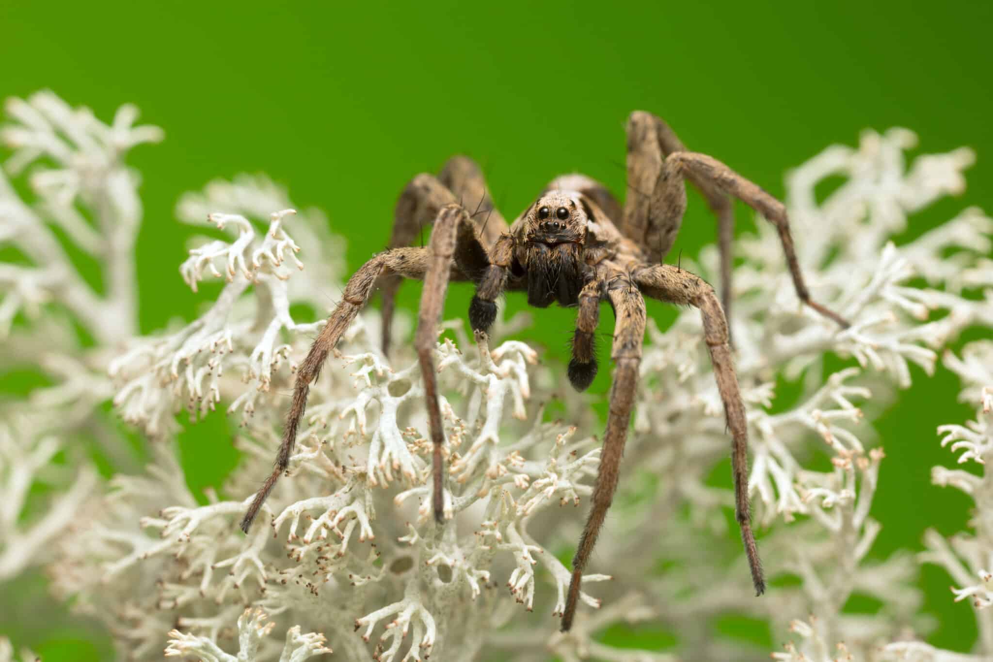 Do Wolf Spiders Make Good Pets? - A-Z Animals