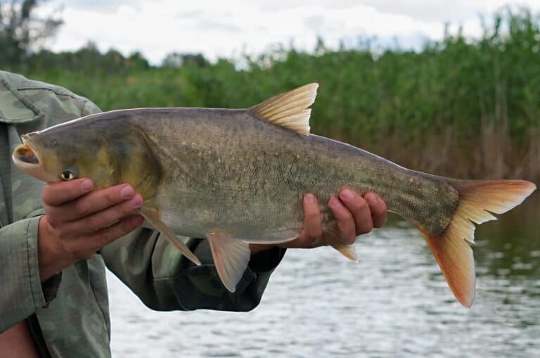 Man Catches Largest Silver Carp in Oklahoma History and Vows to Keep ...