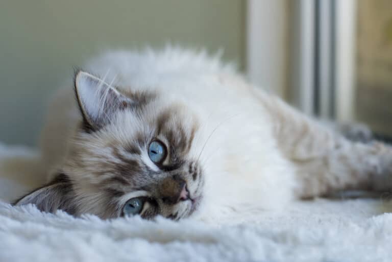 Ragdoll Cat Lifespan: How Long Do Ragdolls Live? - A-Z Animals