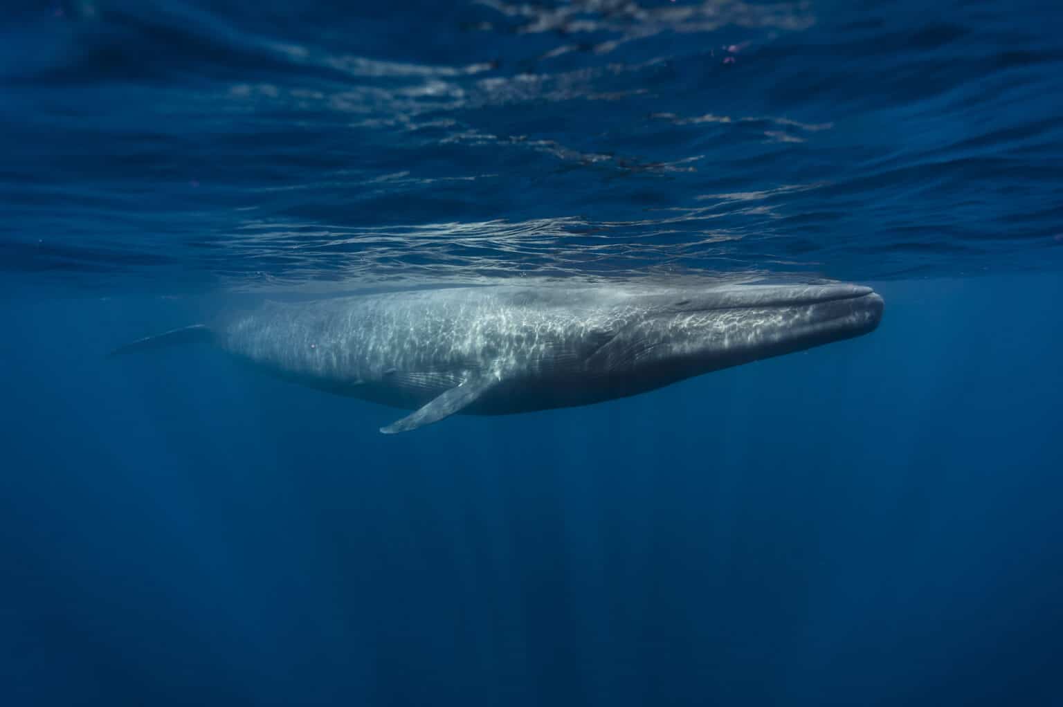 Unveiling the Largest Blue Whale Ever Recorded: A Record-Breaking Giant ...