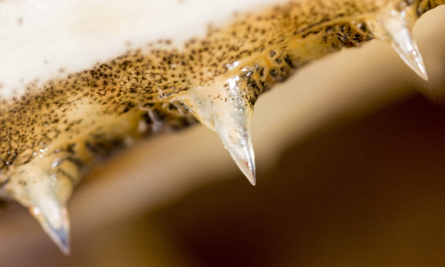 Salmon Teeth: Everything You Need To Know - A-Z Animals