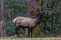 Discover the 11 Heaviest Animals Still Roaming Wild in the U.S. - A-Z ...