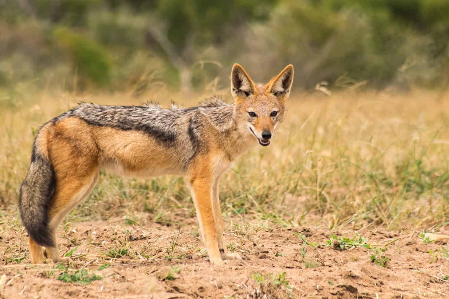 17 Animals That Live in the Savanna - A-Z Animals