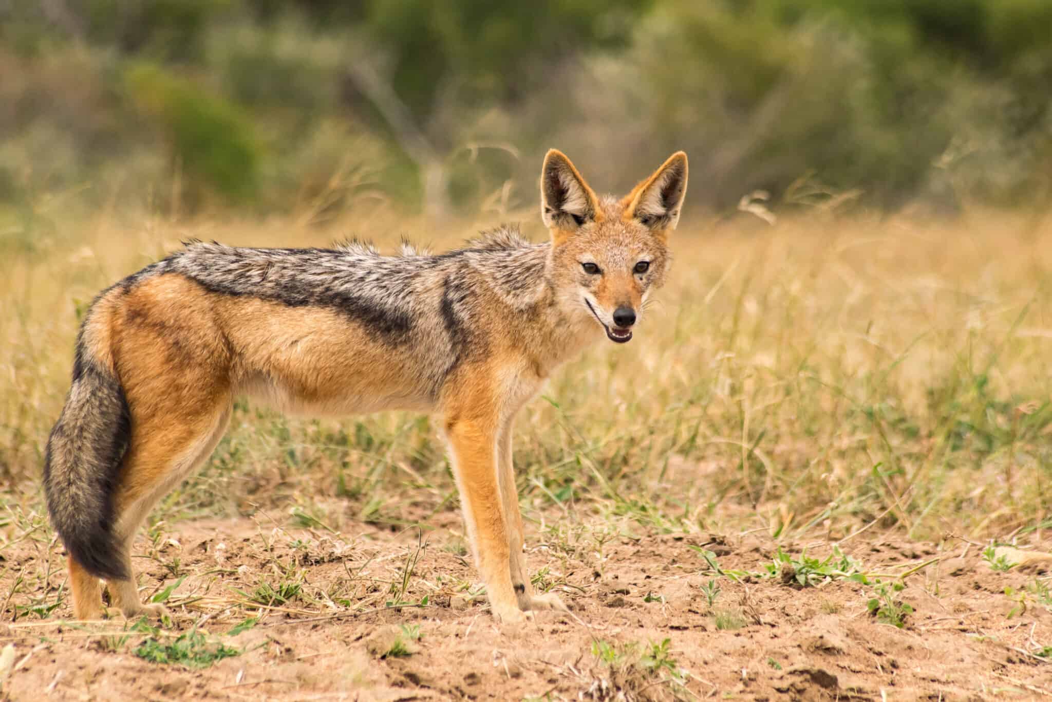 17 Animals That Live in the Savanna - A-Z Animals