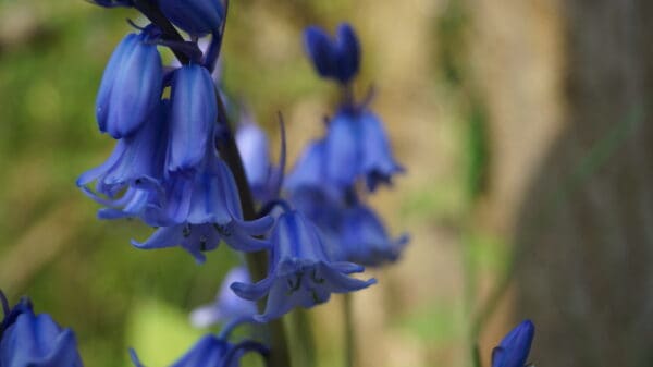 Spanish Bluebells vs. English Bluebells: What's the Difference? - A-Z ...