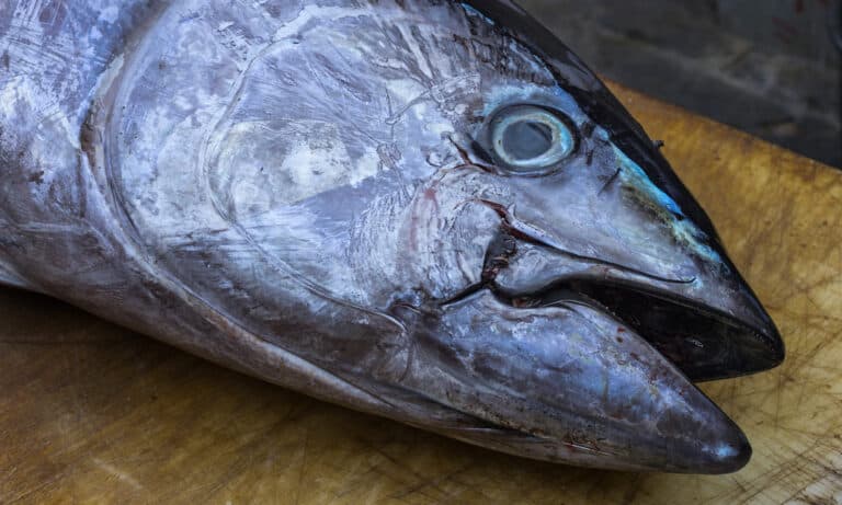 Tuna Teeth: Everything You Need To Know - A-Z Animals