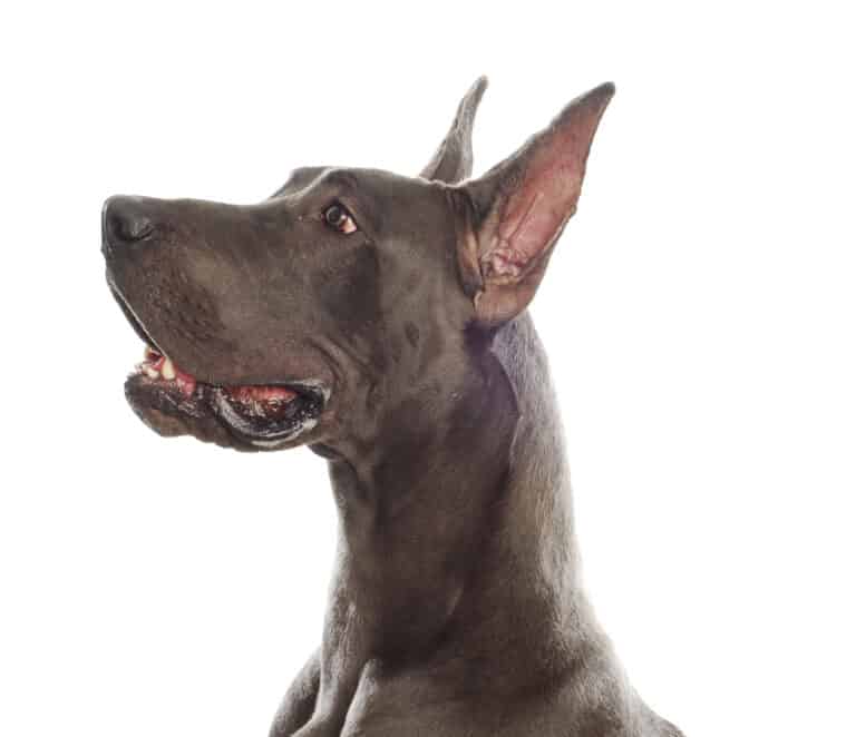 Great Dane Animal Facts - Canis lupus familiaris - A-Z Animals