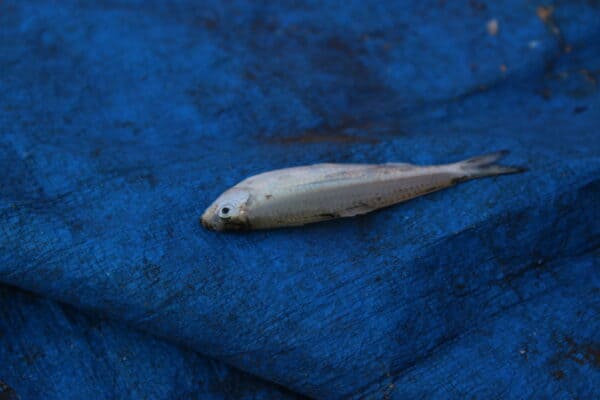 Wildlife in North Carolina - Types of North Carolinian Animals - A-Z ...