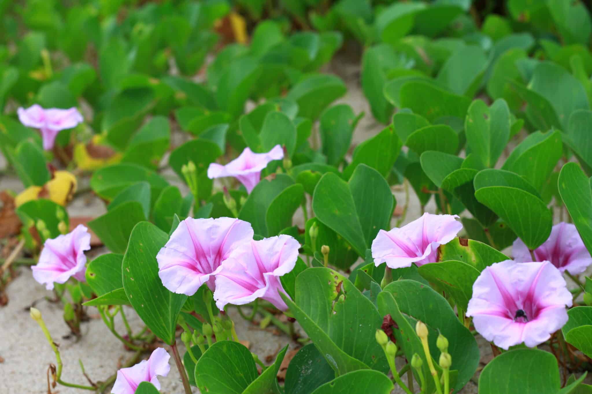 When Do Morning Glories Bloom? Discover Peak Season by Zone - A-Z Animals