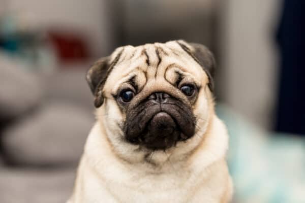 The Top 10 Reasons Pugs Are the Perfect Family Dog - A-Z Animals