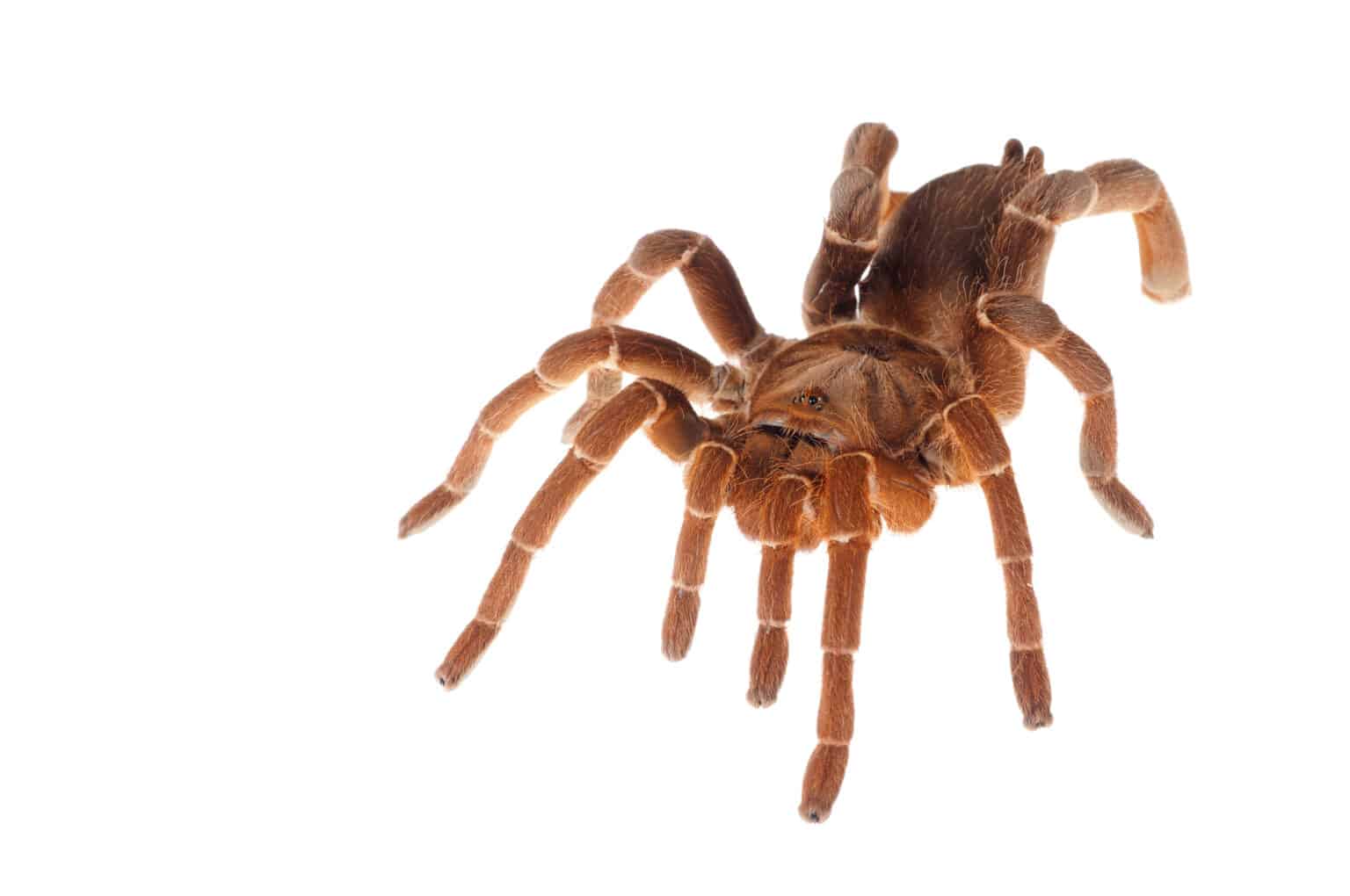 Old World Tarantulas vs. New World Tarantulas: The Complete List - A-Z ...