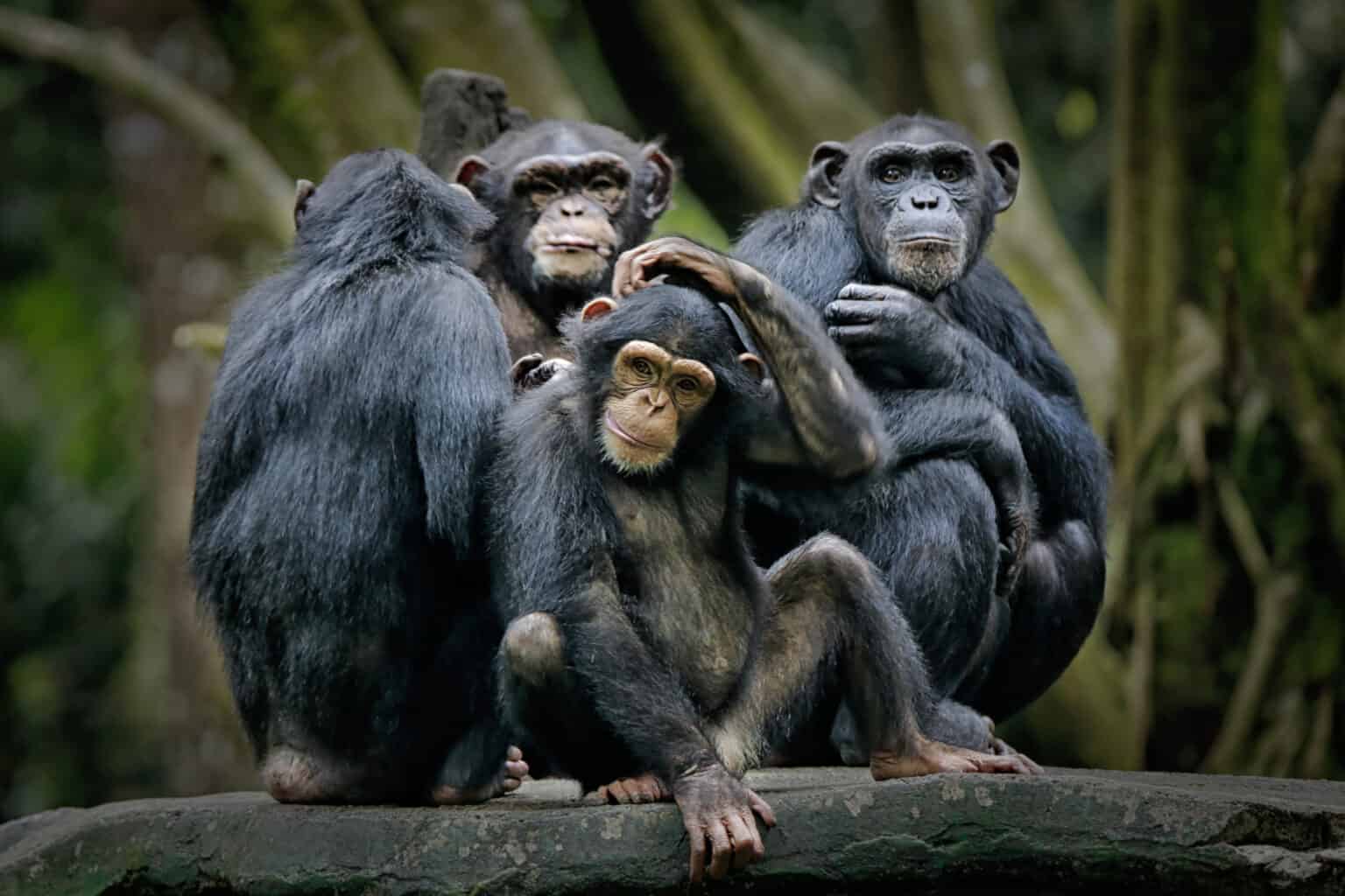 Chimpanzee Animal Facts - Pan troglodytes - A-Z Animals