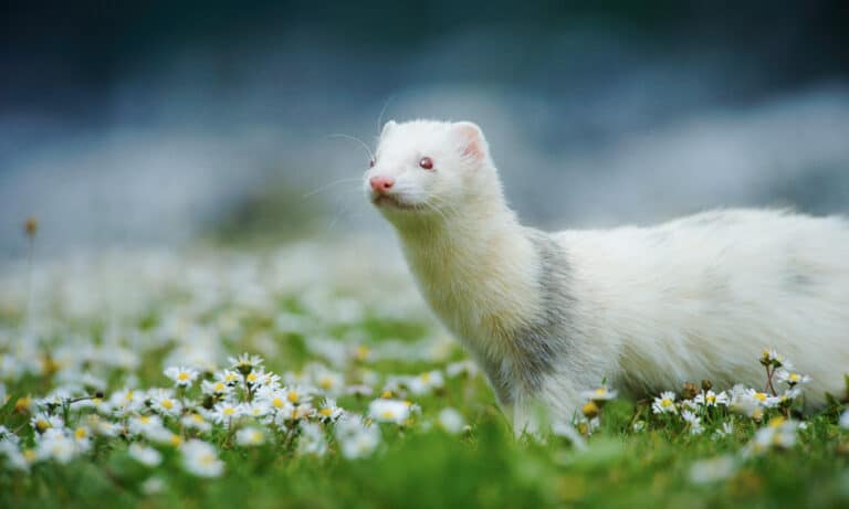 Ferret Animal Facts - Mustela furo - A-Z Animals