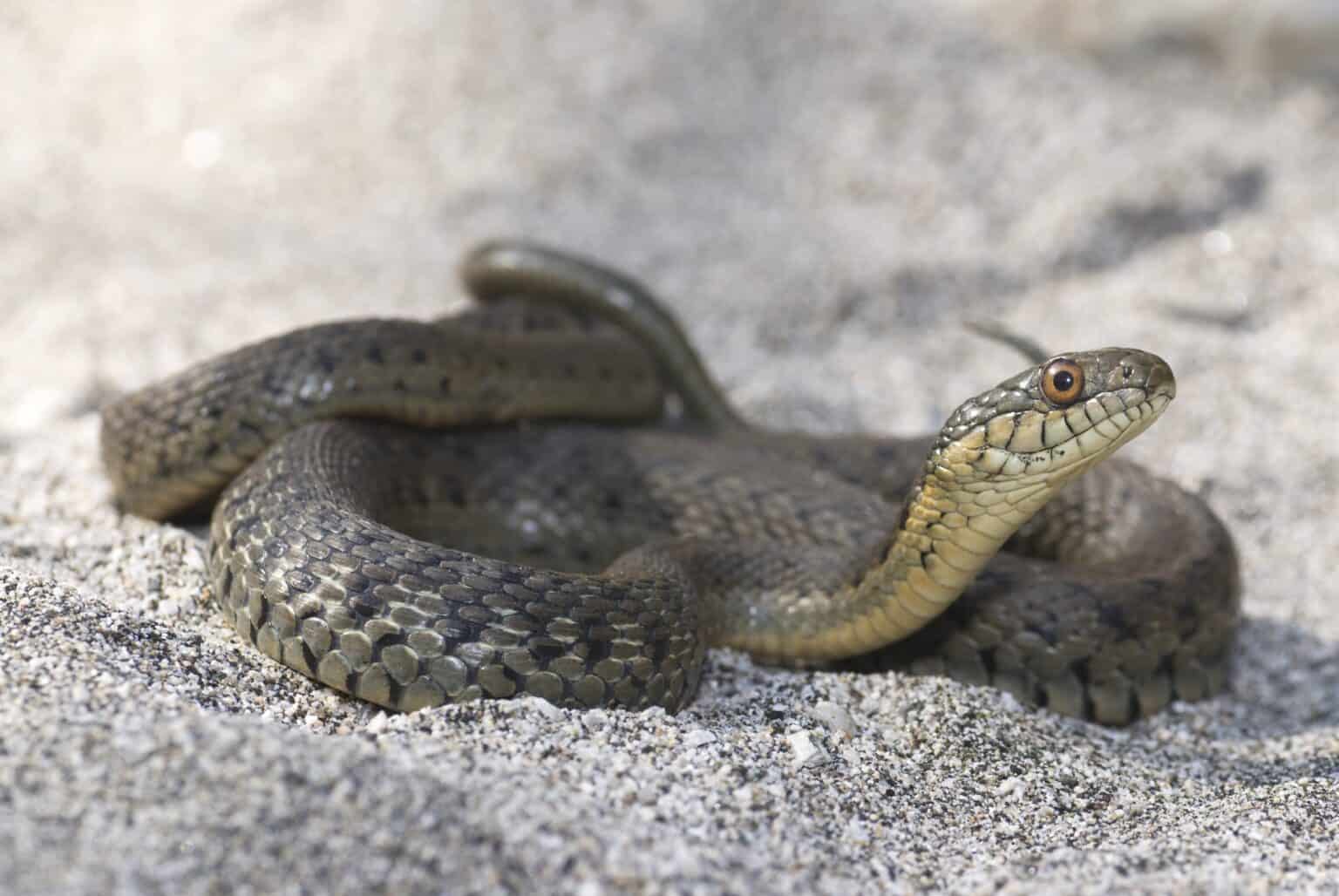 What Venomous Snakes Live in Yosemite National Park? - A-Z Animals