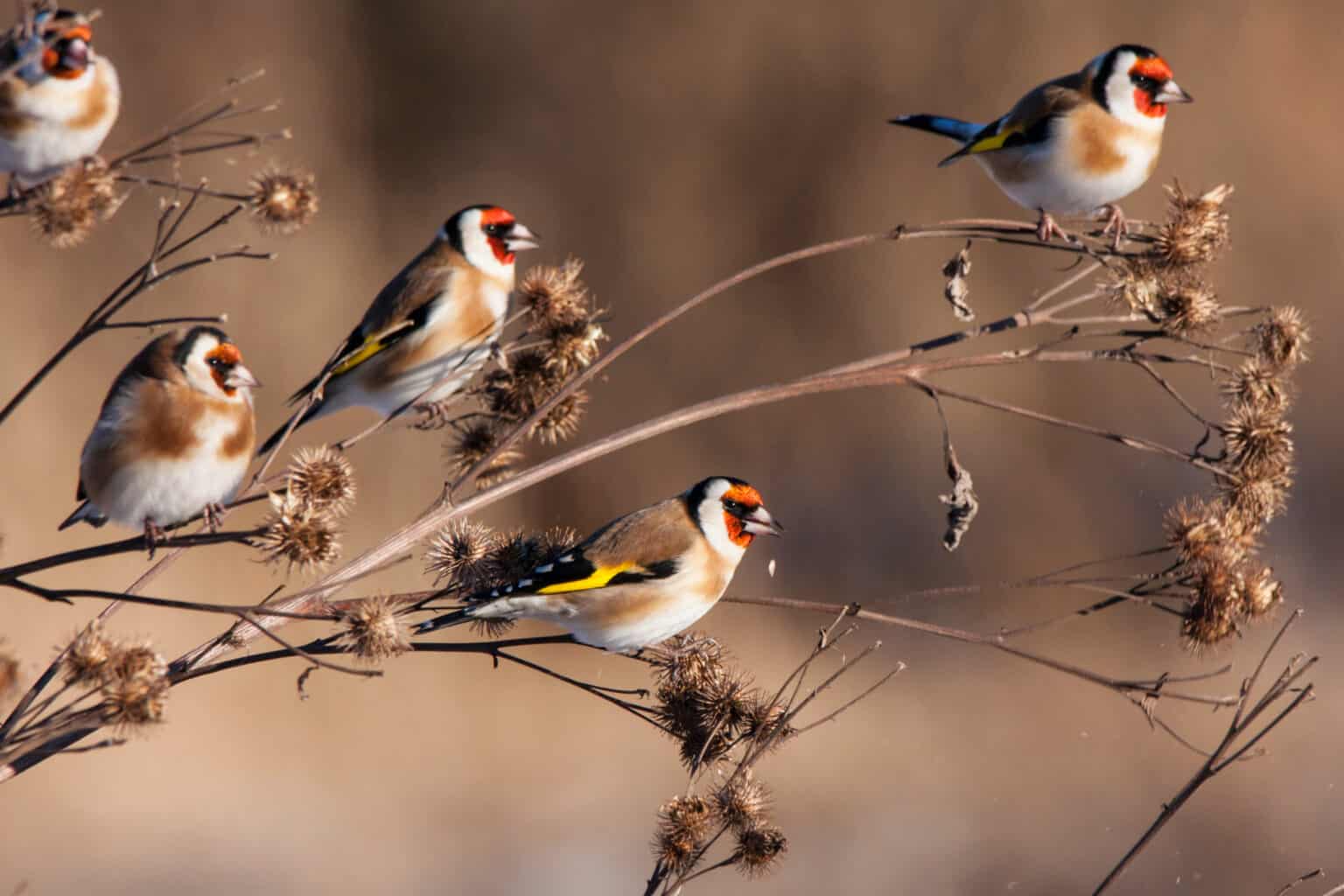 The Most Likely Animal Encounters You'll Have on the Camino de Santiago ...
