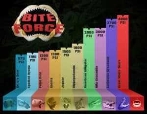 The 10 Strongest Animal Bite Forces in the World - A-Z Animals