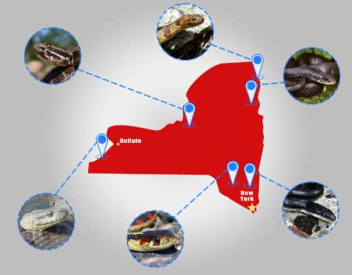 The Most Snake-Infested Lakes in New York - A-Z Animals