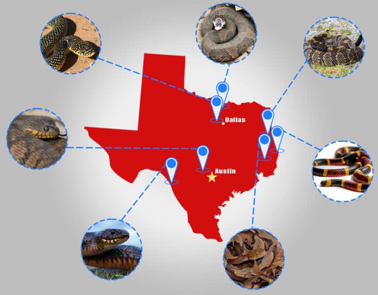 The Most Snake-Inhabited Lakes in Texas - A-Z Animals